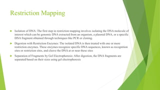 Methods to study gene location, restriction mapping and other methods ...