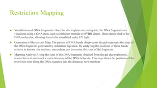 Methods to study gene location, restriction mapping and other methods ...