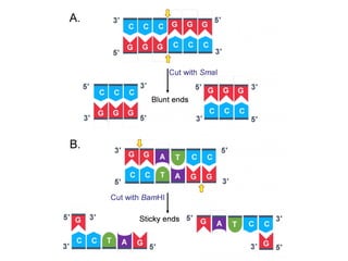 RECOMBINANT DNA TECHNOLOGY (Rdt) (RDT) [RDT] | PPT