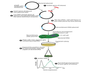 RECOMBINANT DNA TECHNOLOGY (Rdt) (RDT) [RDT] | PPT