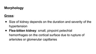 Renal vascular diseases - Pathology - BSc. RDT | PPTX