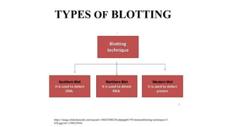 Southern & Northern blot | PPTX
