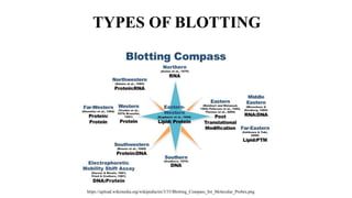 Southern & Northern blot | PPT