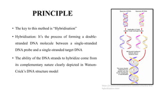 Southern & Northern blot | PPT