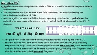 Recombinant DNA technology:- Restriction enzymes | PDF