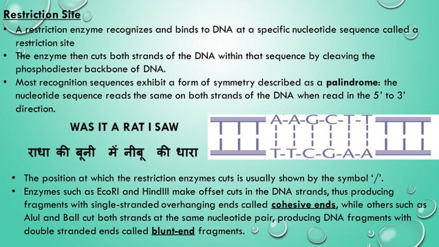 Recombinant DNA technology:- Restriction enzymes | PDF