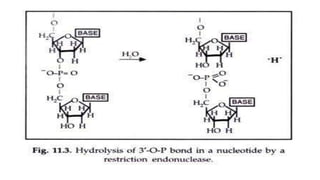 RDT Restriction Enzymes.pptx
