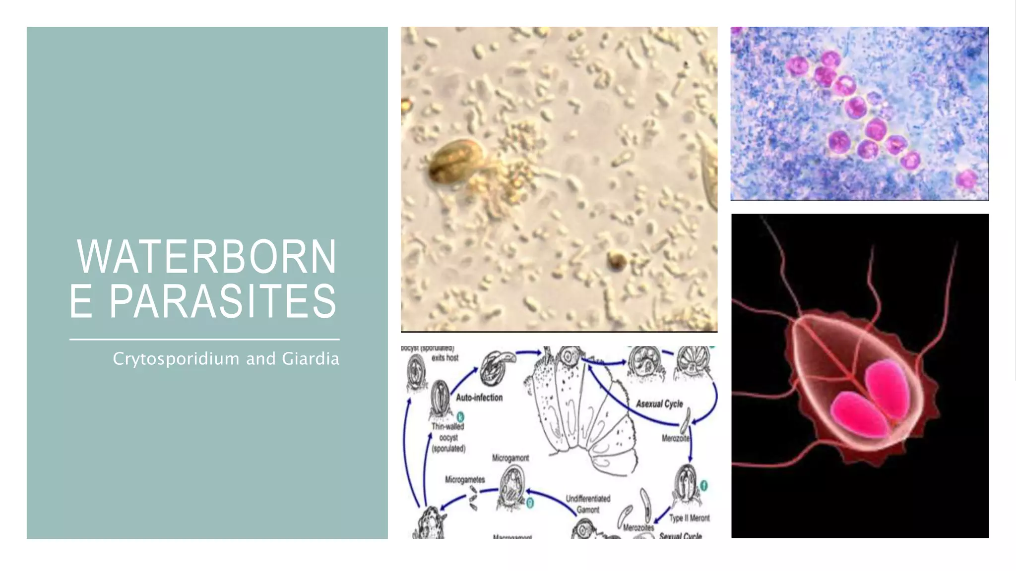 Parasites and Drinking water | PPTX