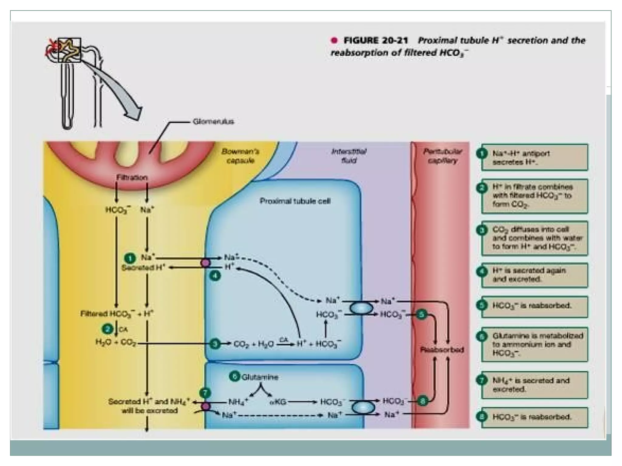 Re absorption and secretion by nephron | PPT