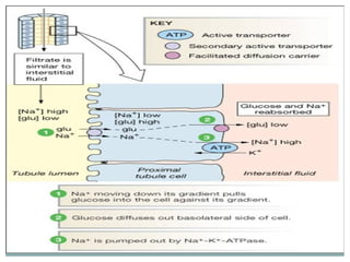 Re absorption and secretion by nephron | PPT