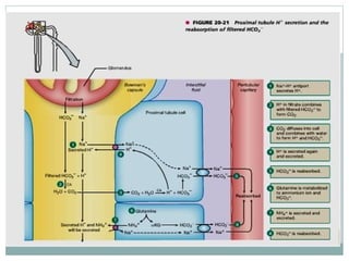 Re absorption and secretion by nephron | PPT