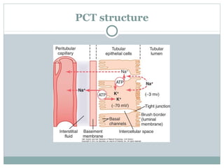 Re absorption and secretion by nephron | PPT