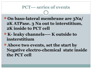 Re absorption and secretion by nephron | PPT