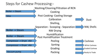 Procedures to Process Raw Cashew Nuts.pptx