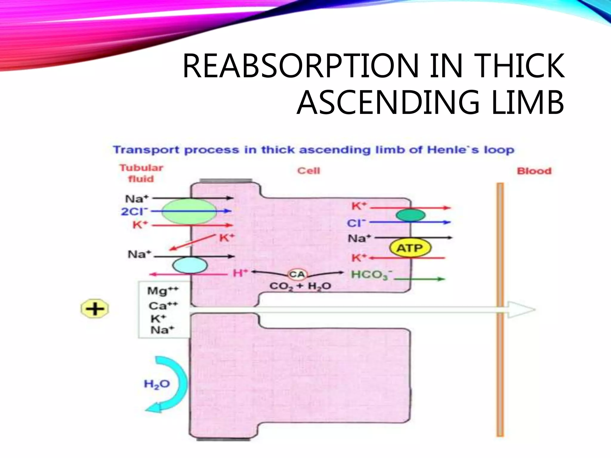 Reabsorption in Loop of Henle | PPTX