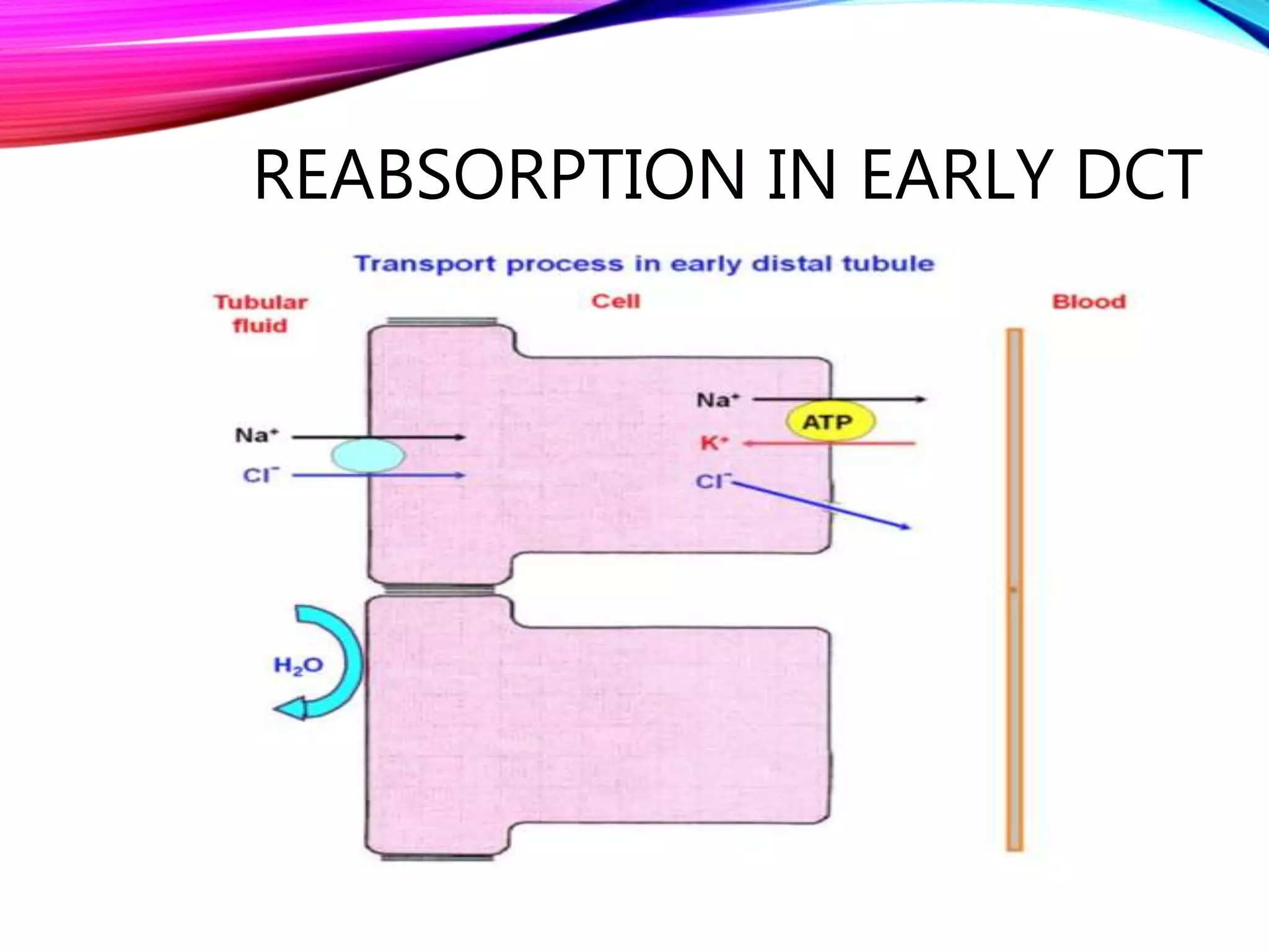 Reabsorption in Loop of Henle | PPTX