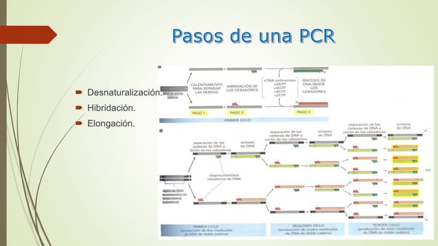 Reacción en cadena de la polimerasa (pcr | PPTX | Biotech and ...