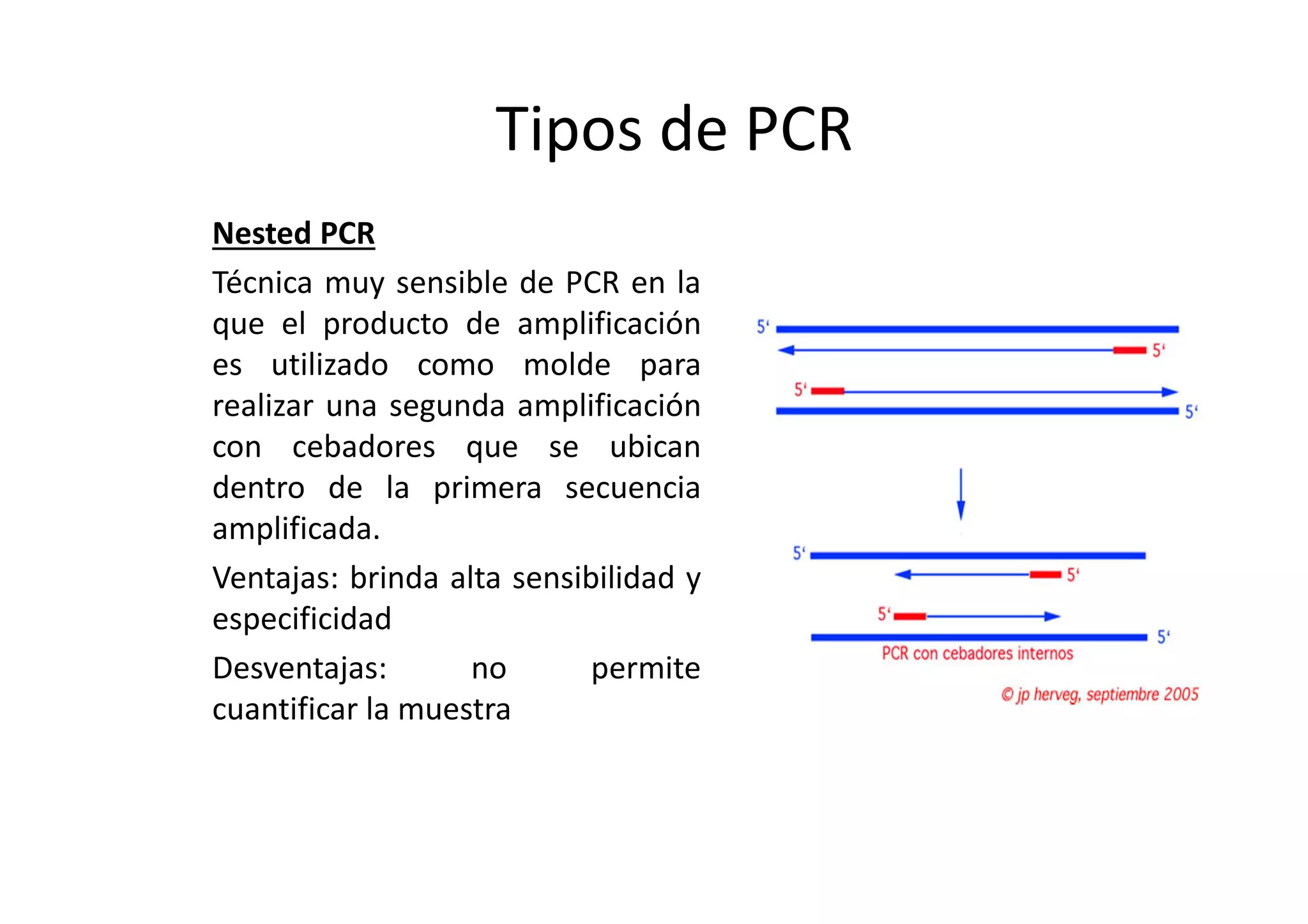 REACCIÓN EN CADENA DE LA POLIMERASA (PCR) Microbiología de los ...