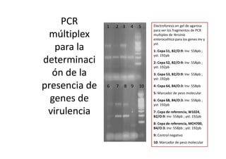 REACCIÓN EN CADENA DE LA POLIMERASA (PCR) Microbiología de los ...