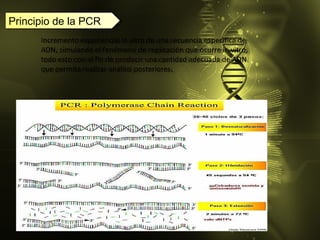 Reaccion en cadena de la polimerasa | PPT