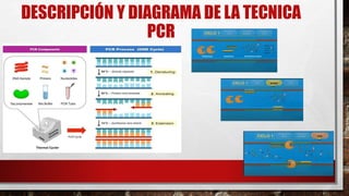REACCIÓN DE LA CADENA POLIMERASA- PCR -LAB. | PPTX