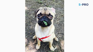 React native. Bridge From Web To Mobile. Intro | PPT