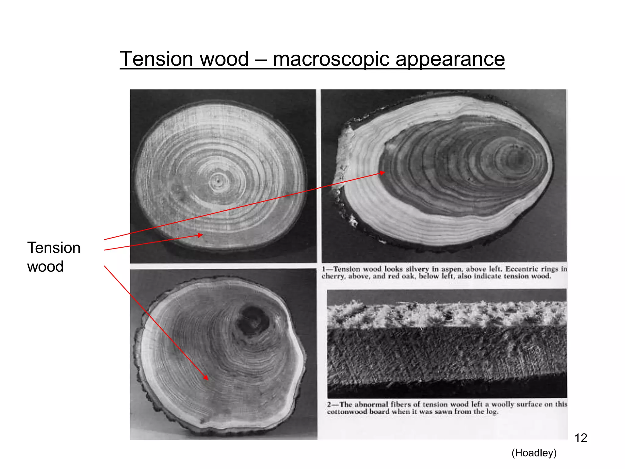Reaction wood | PPT