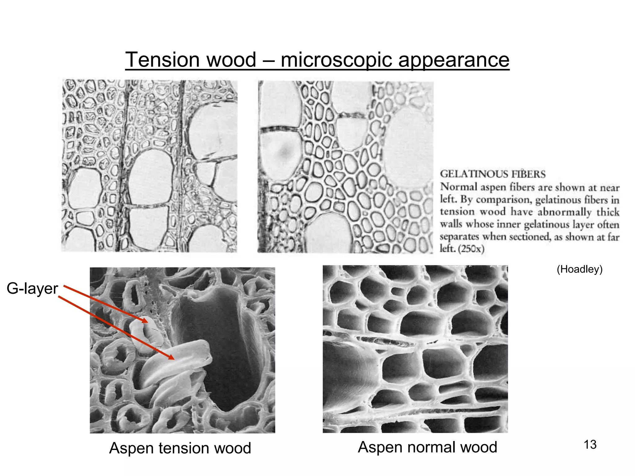 Reaction wood | PPT