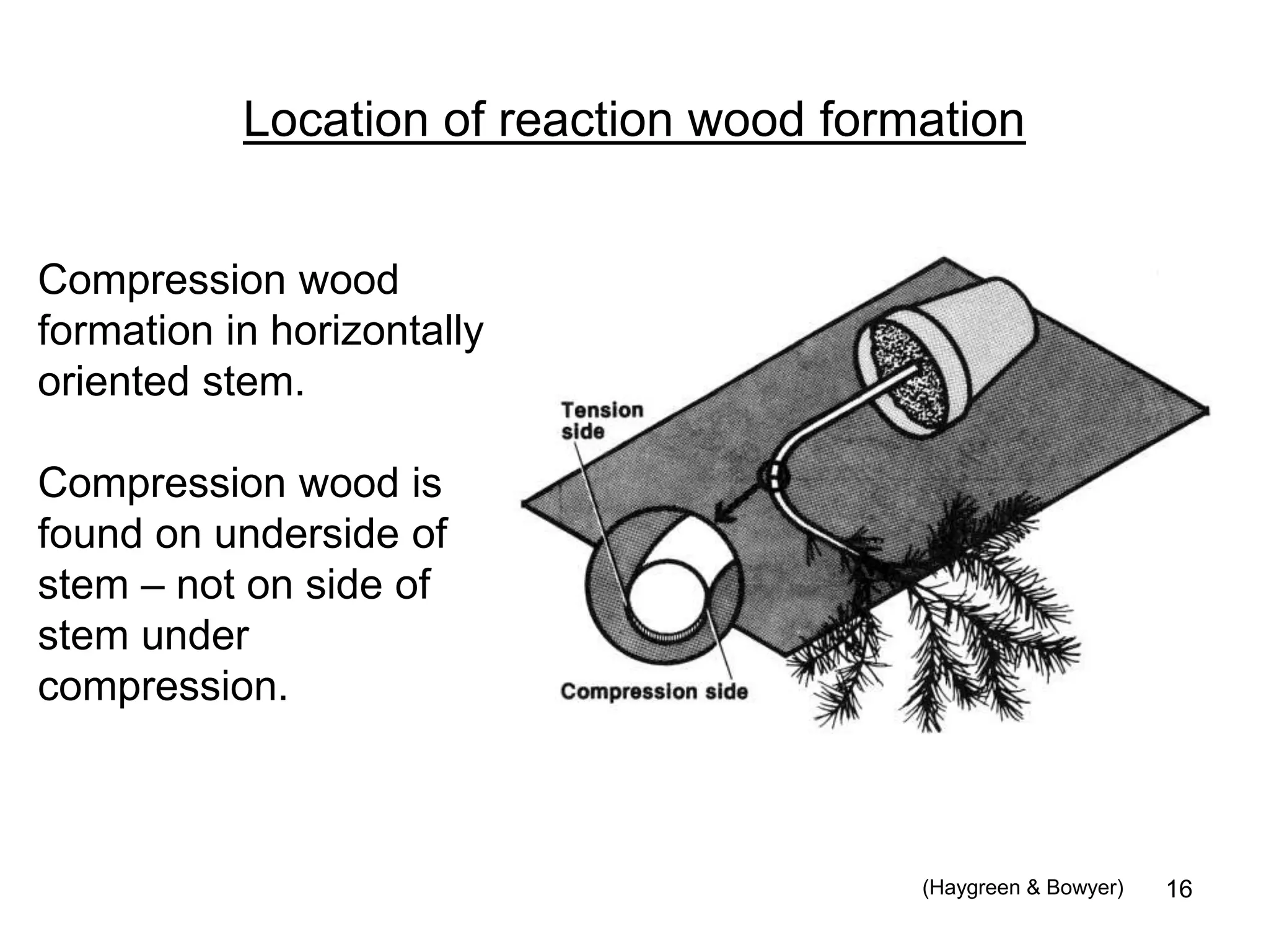 Reaction wood | PPT