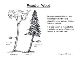 Reaction wood | PPT