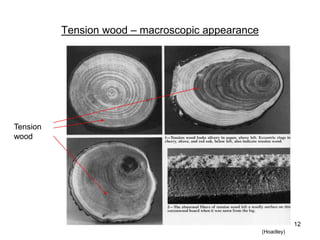 Reaction wood | PPT