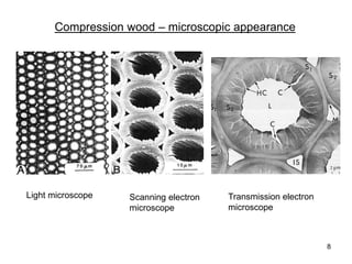 Reaction wood | PPT