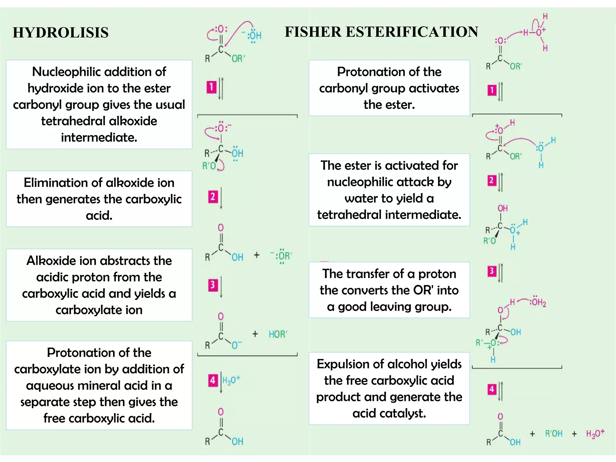 Reaction Mechanisms of Esters | PDF