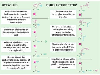 Reaction Mechanisms of Esters | PDF