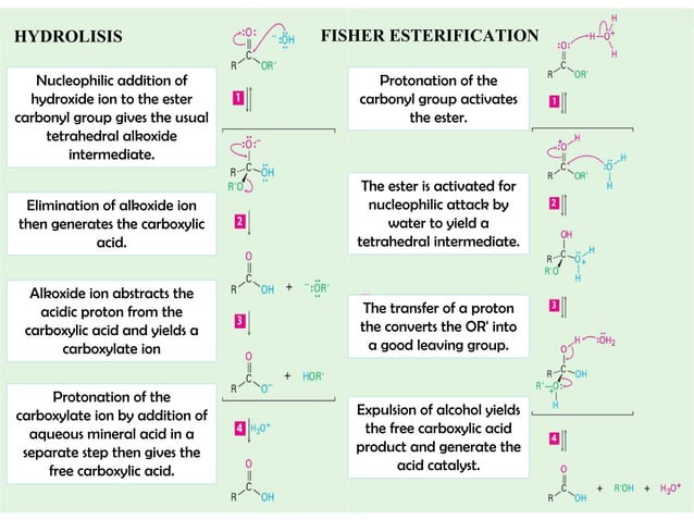 Reaction Mechanisms of Esters | PDF