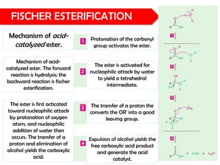 Fischer Esterification Mechanism Carboxylic Acid