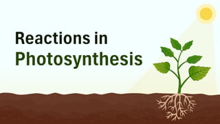 Reactions in photosynthesis for Grade 11 STEM | PDF