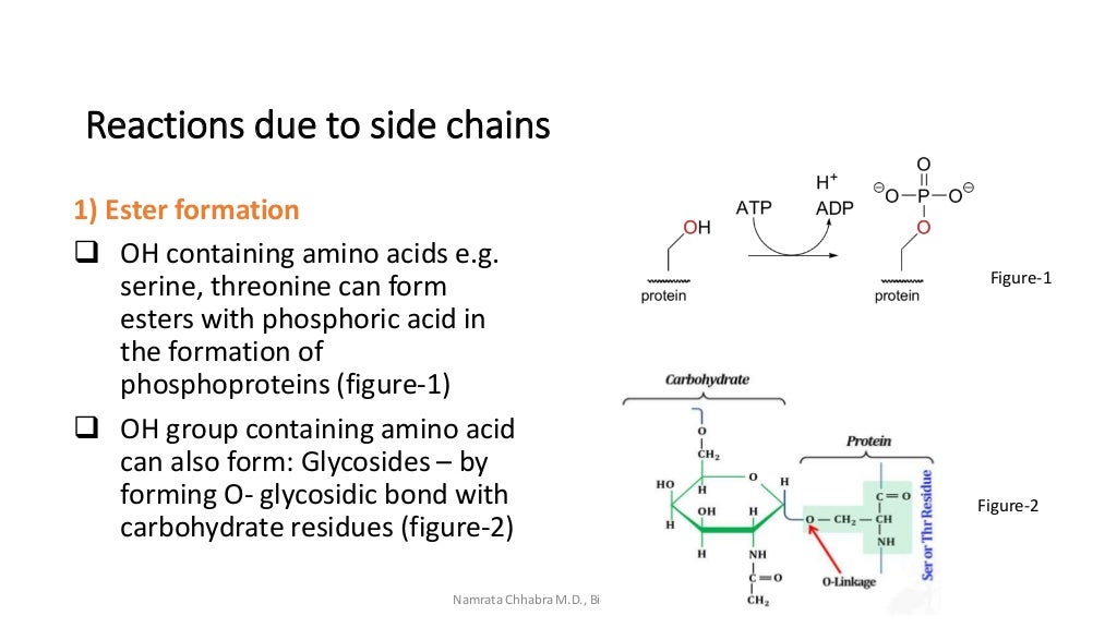 Reactions Of Amino Acids
