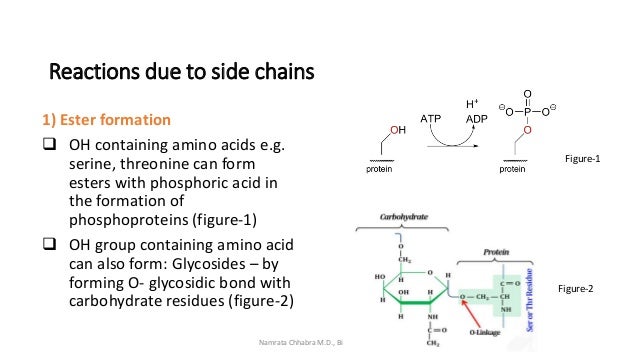 Reactions Of Amino Acids
