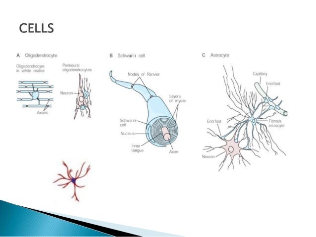 Reactions of neurons to injury