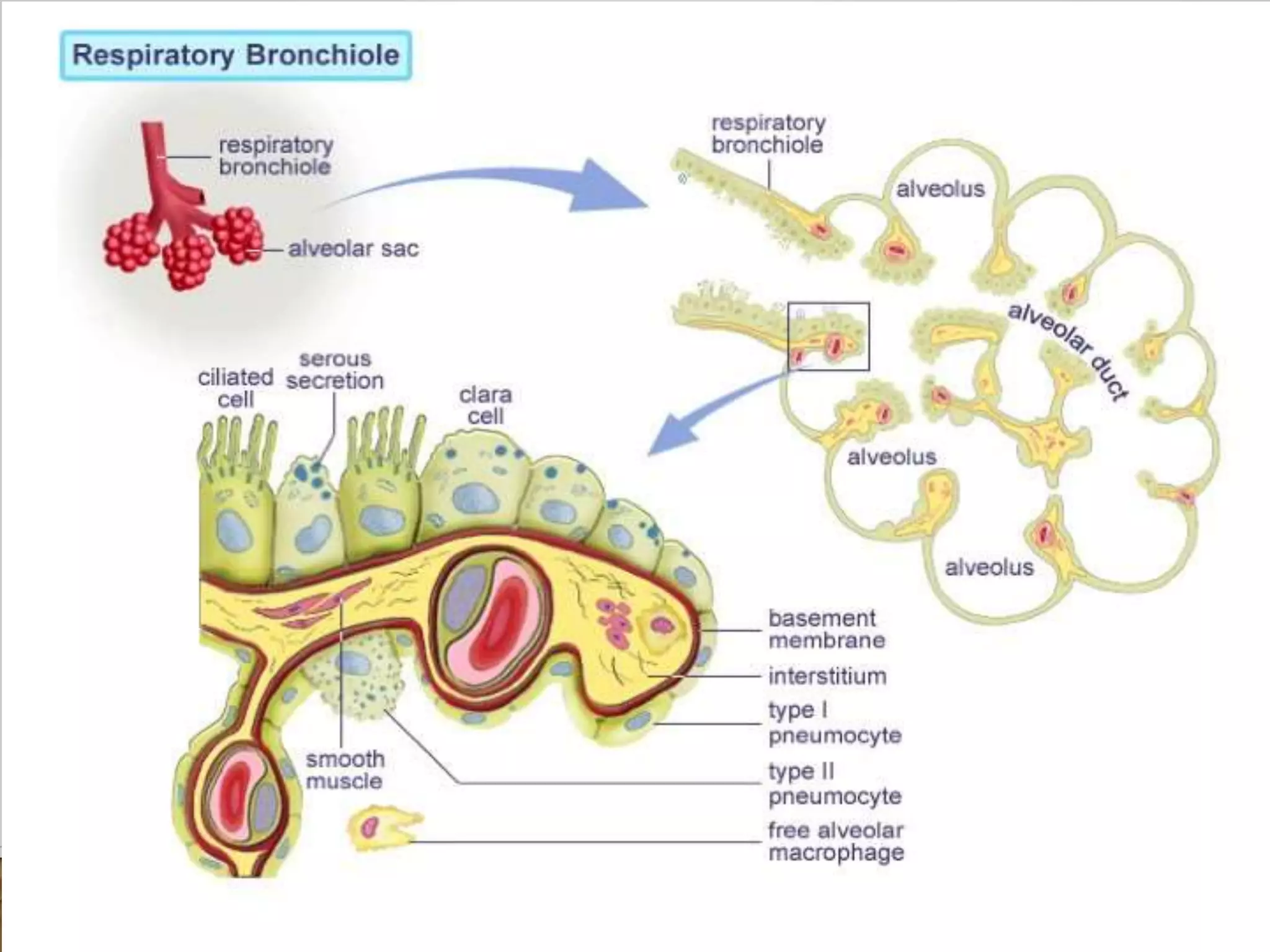 Reactive airway obstruction in children detection management_2018_pmm | PPT