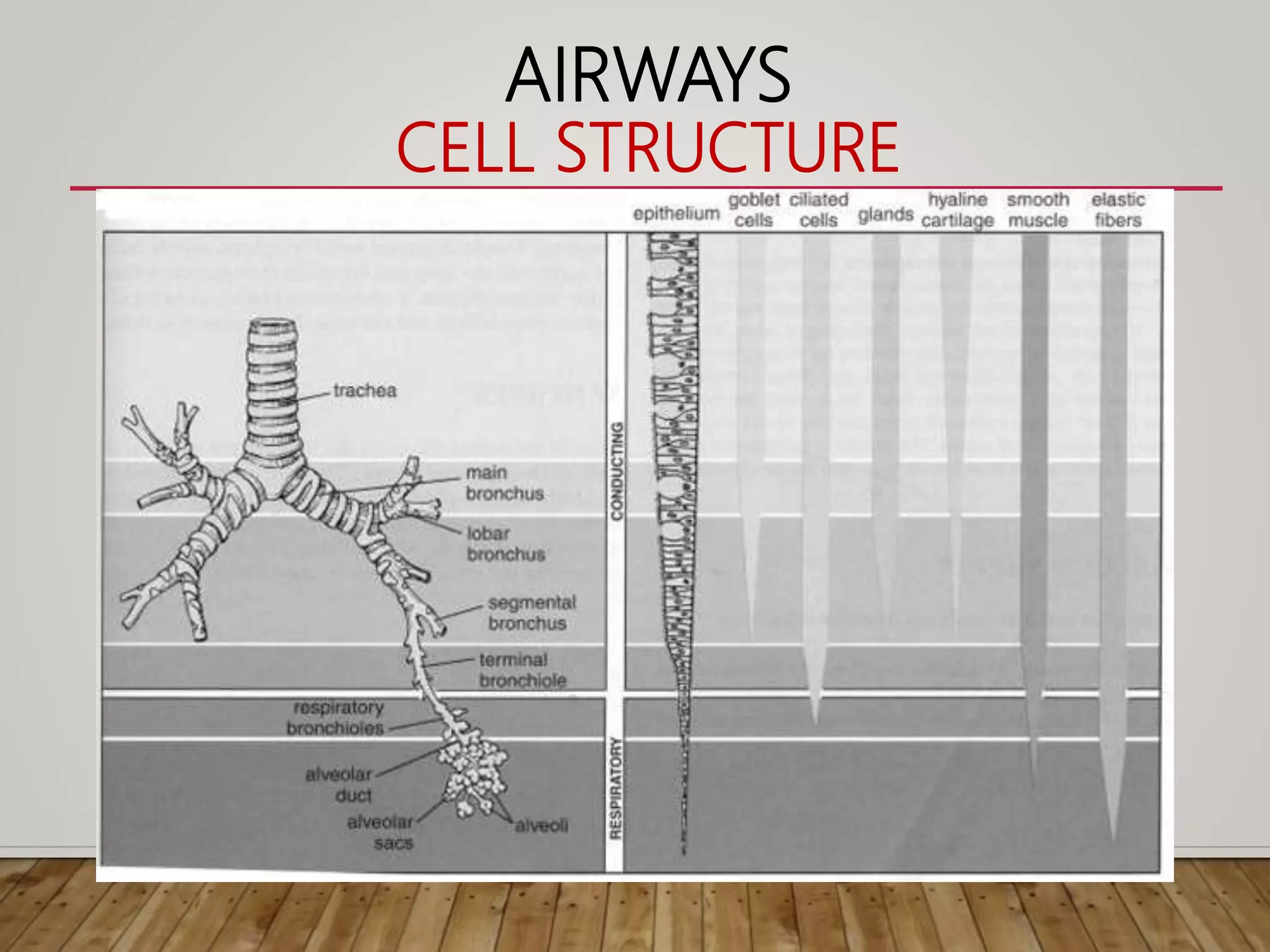 Reactive airway obstruction in children detection management_2018_pmm | PPT
