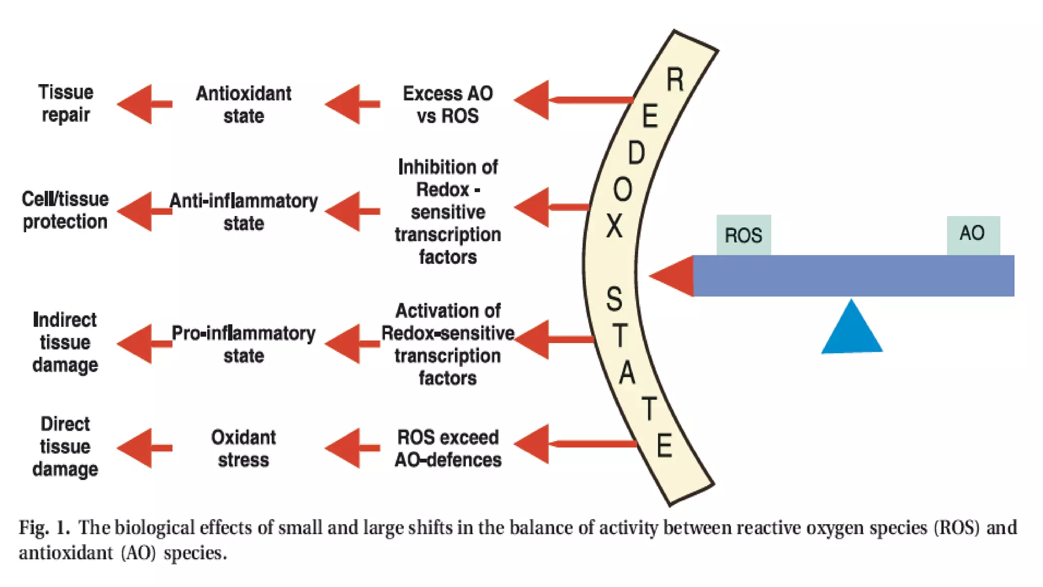 Reactive oxygen species | PPTX