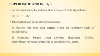 Reactive oxygen species | PPTX