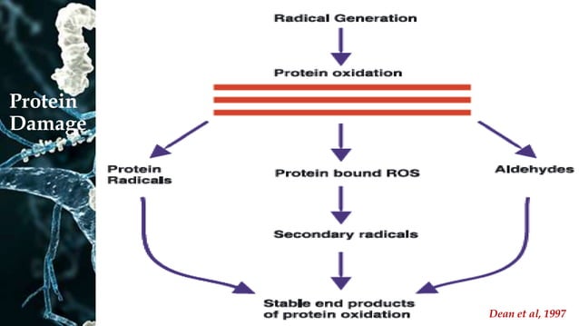 Reactive oxygen species | PPT