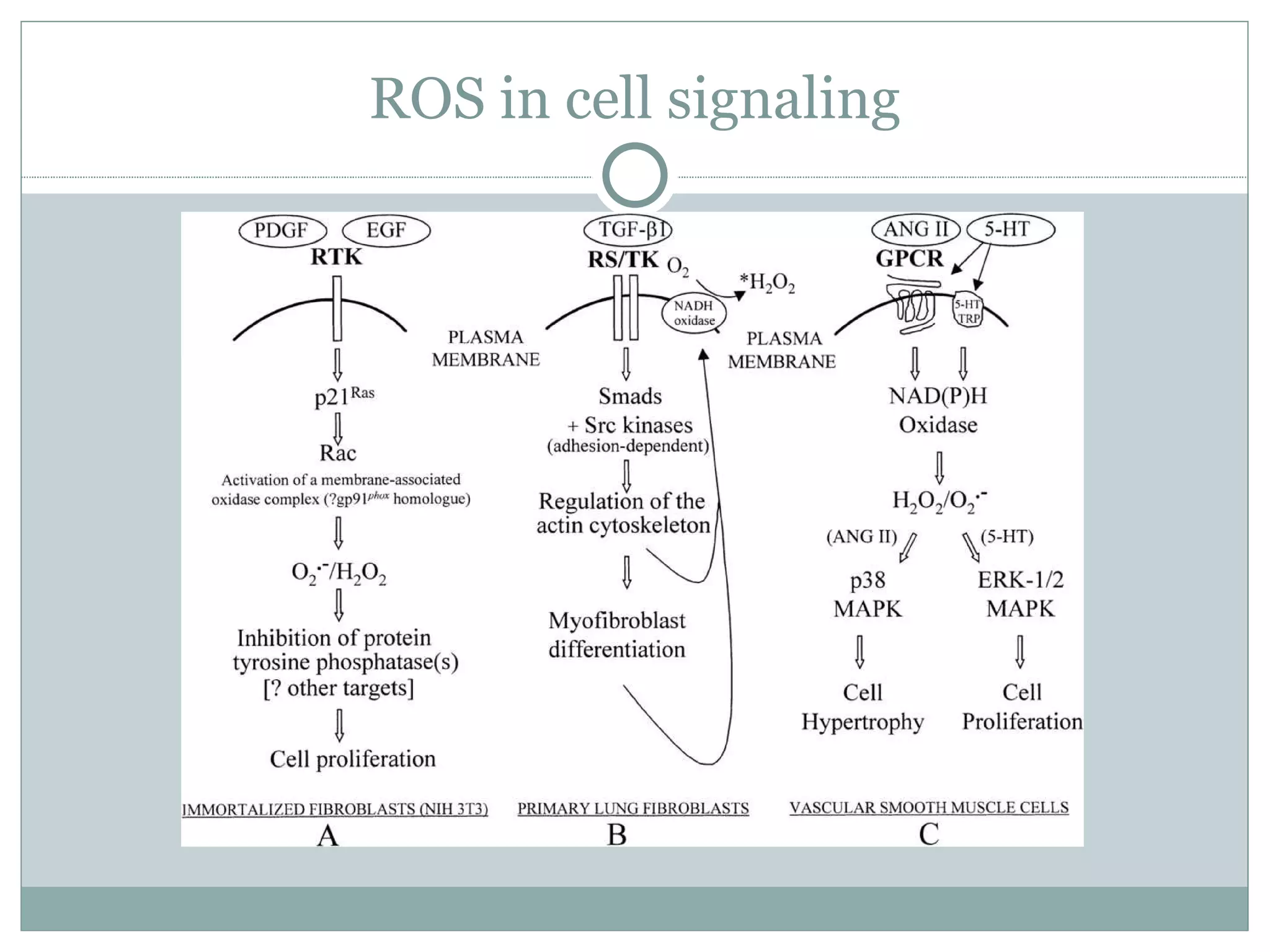 Reactive oxygen species & signal transduction 2 | PPT | Biological ...