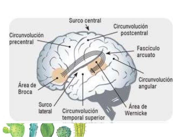 Área de broca