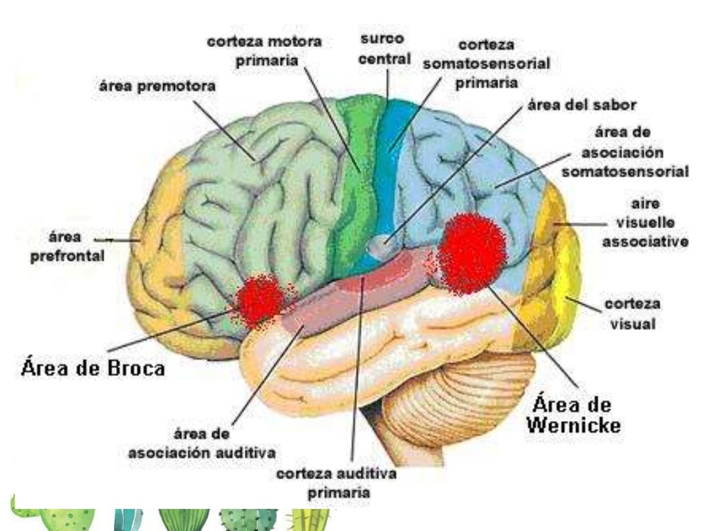 Área de broca Área de broca