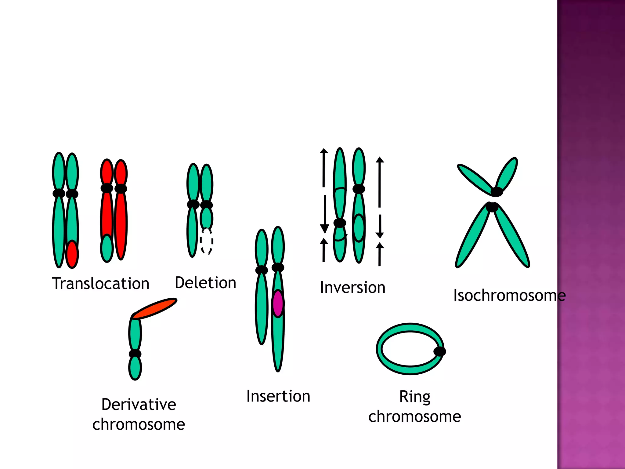 Karyotypes and Karyotyping | PPTX