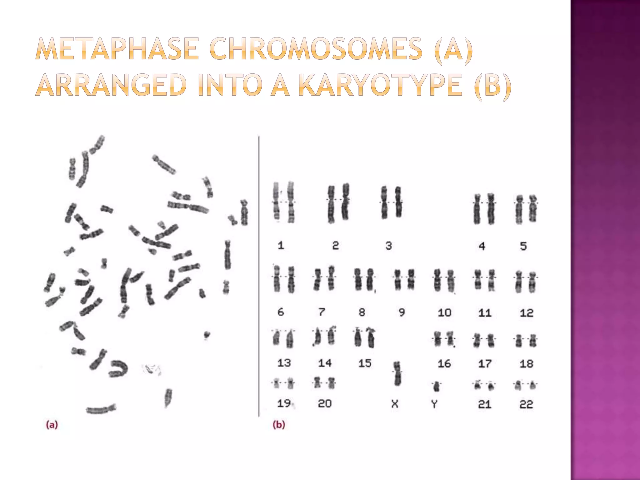 Karyotypes and Karyotyping | PPTX